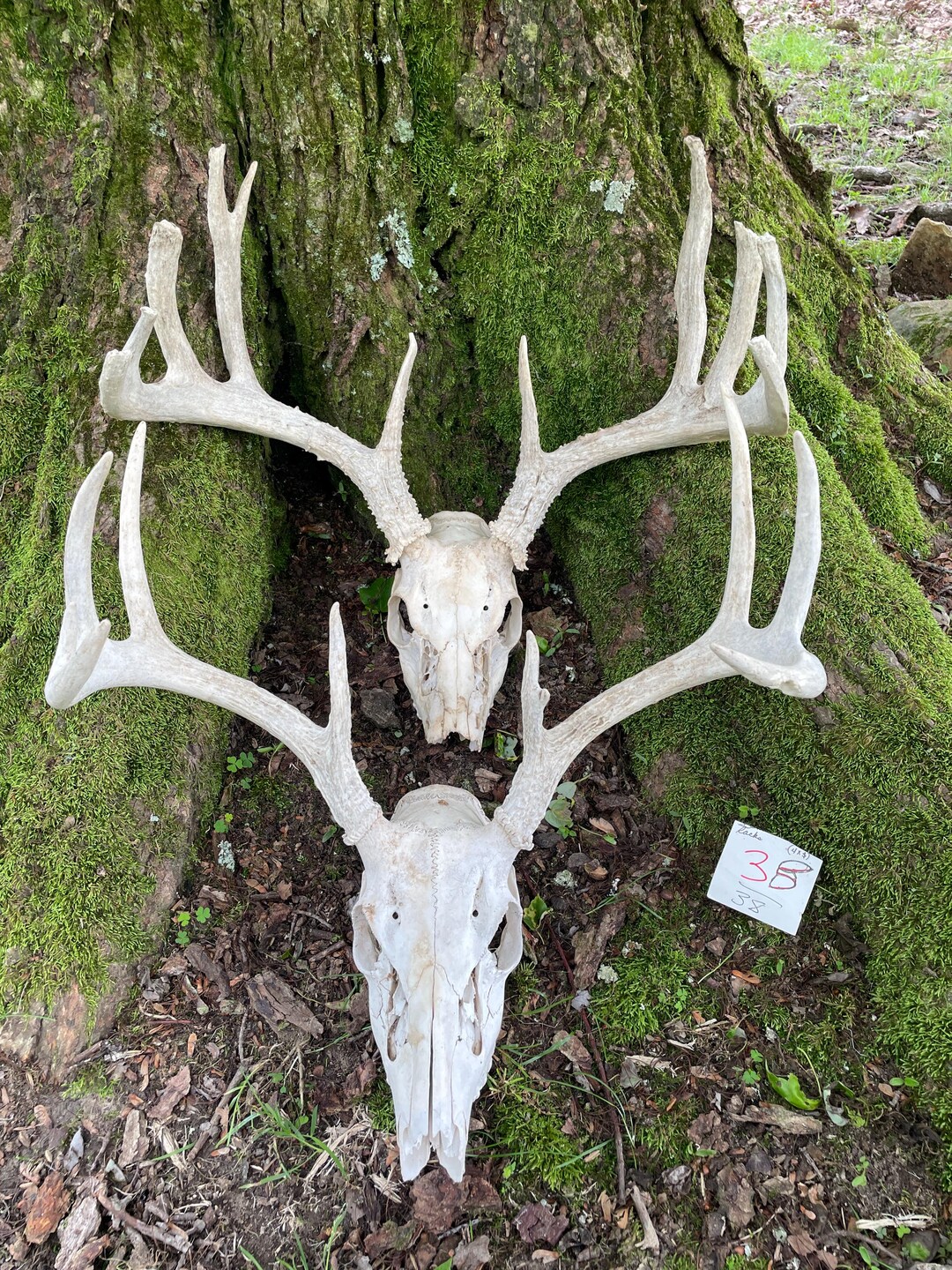 TAXIDERMY Nice Set of Two Whitetail Deer 11 & 9-point ANTLERS With ...