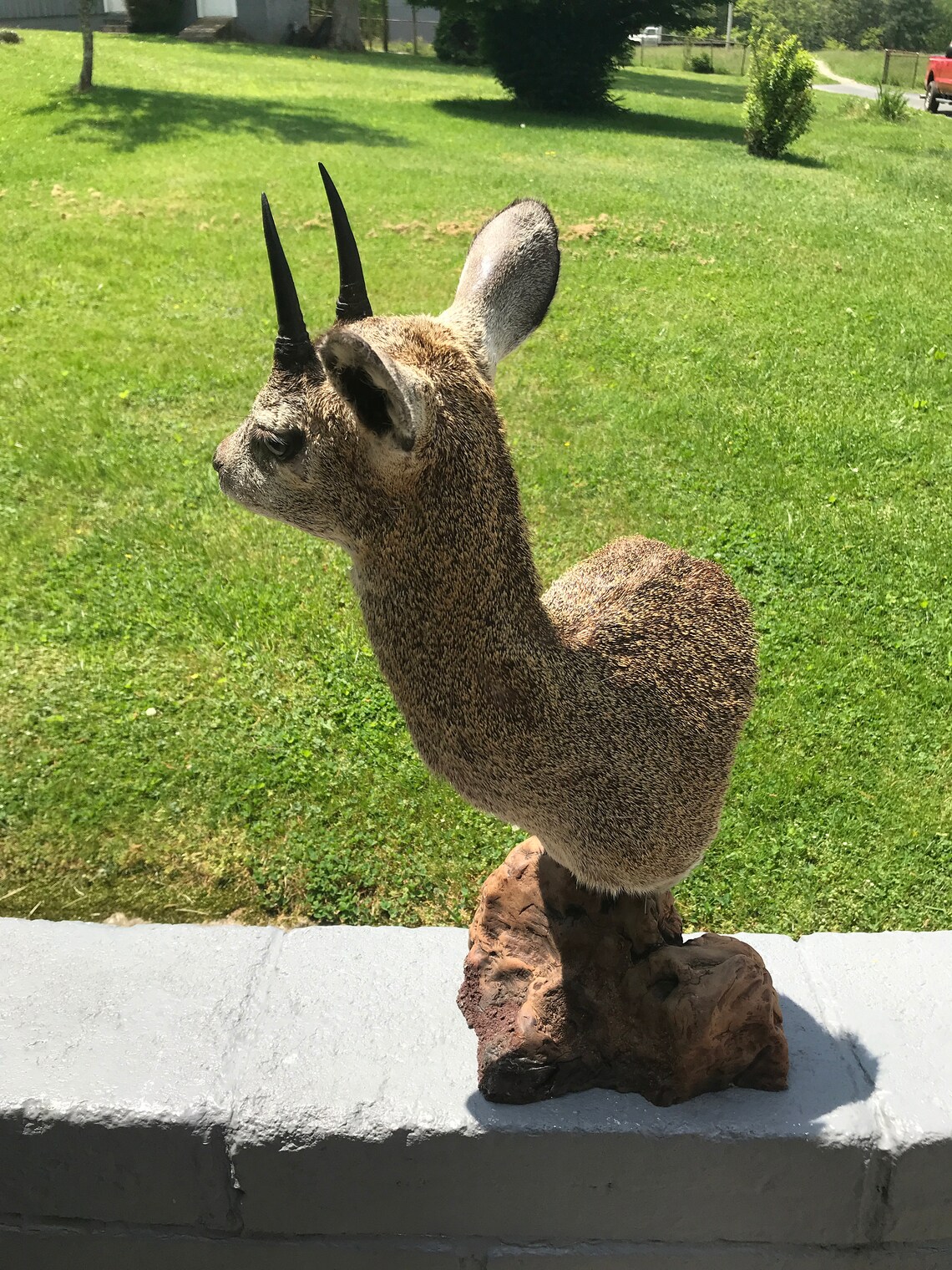 Beautiful KLIPSPRINGER Pedestal Mount Nice HORNS AFRICA Safari | Etsy