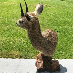 Beautiful KLIPSPRINGER Pedestal Mount Nice HORNS AFRICA Safari Hunting ...