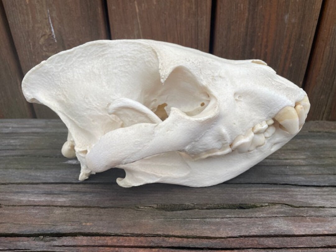 Taxidermy RARE Trophy Africa SPOTTED HYENA Skull Bone African Safari ...