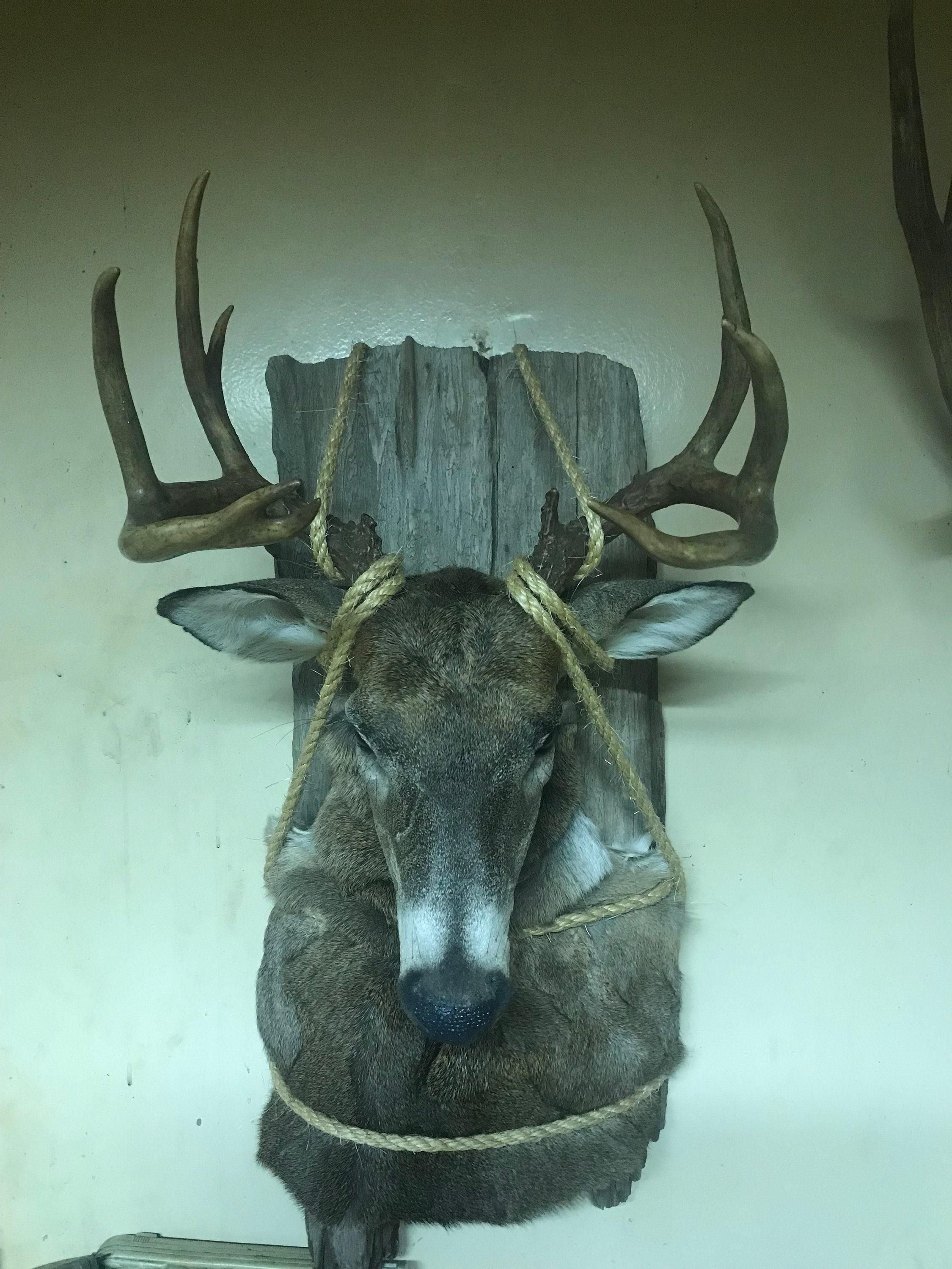 Deer Mounting Kit With Cape