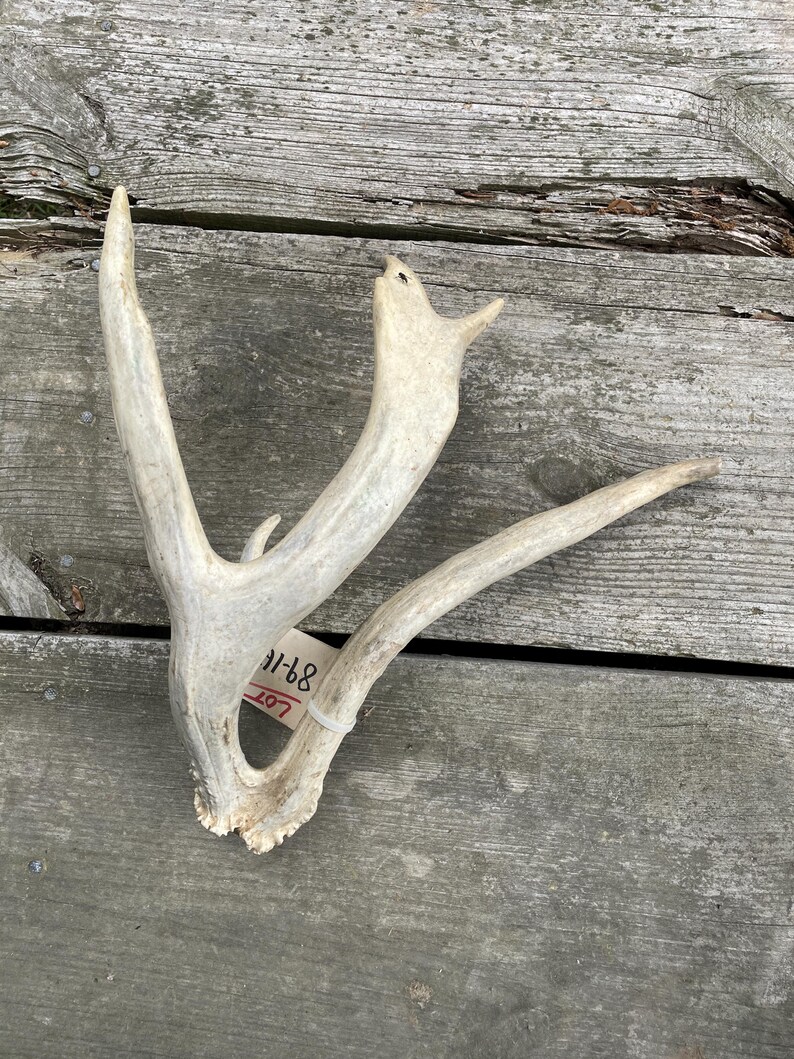 Big 5 Point DOUBLE MAIN BEAMS Whitetail Deer Shed Antler Taxidermy Log ...