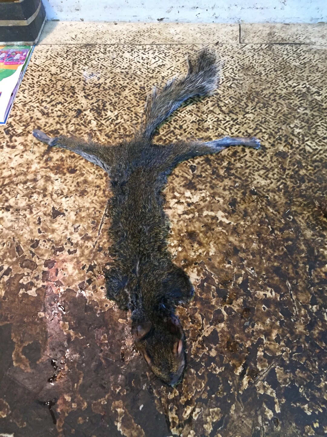 Grey SQUIRREL Skin, Fleshed/prepped/salted for a Full Taxidermy Mount ...