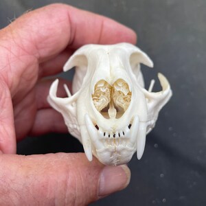 Taxidermy, Large, BOBCAT Full Skull-bone, All Teeth, EUROPEAN Mount ...