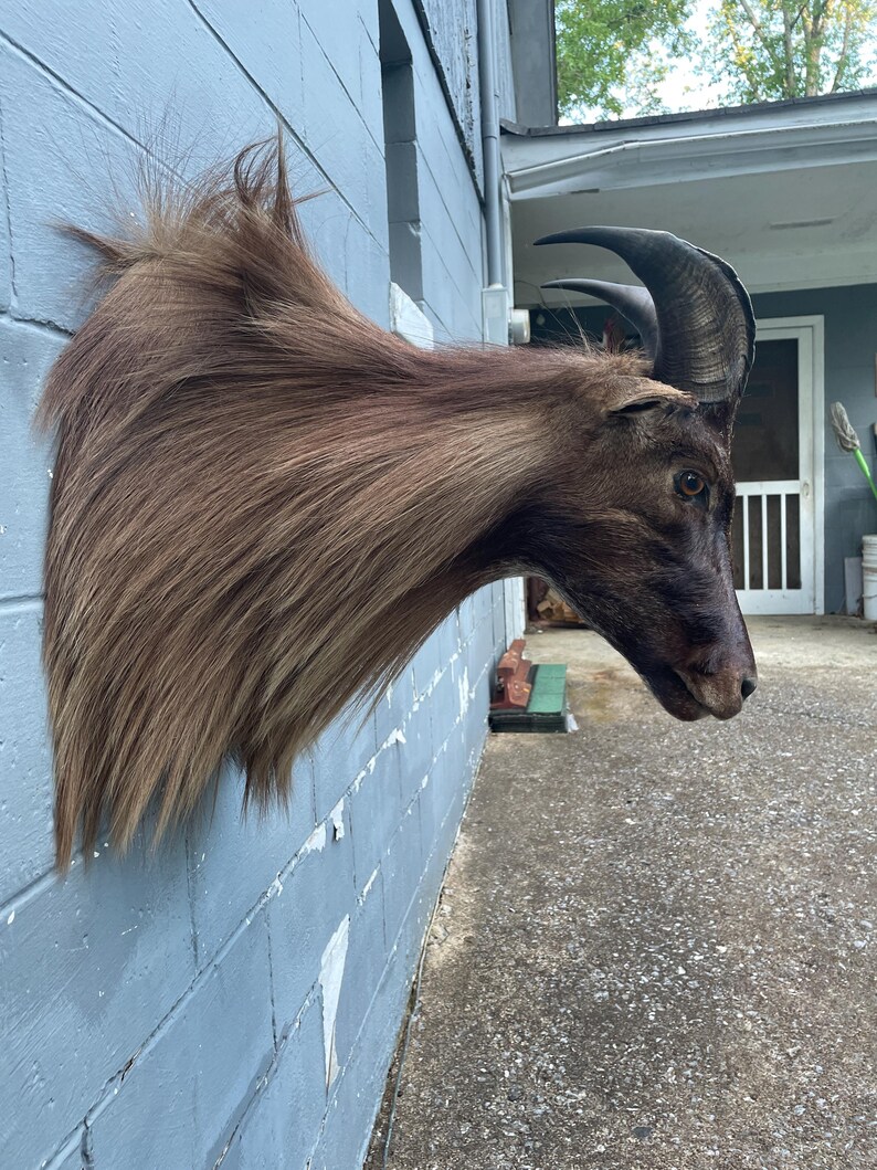 Huge Himalayan TAHR Shoulder Mount With BIG HORNS,- Great Taxidermy ...