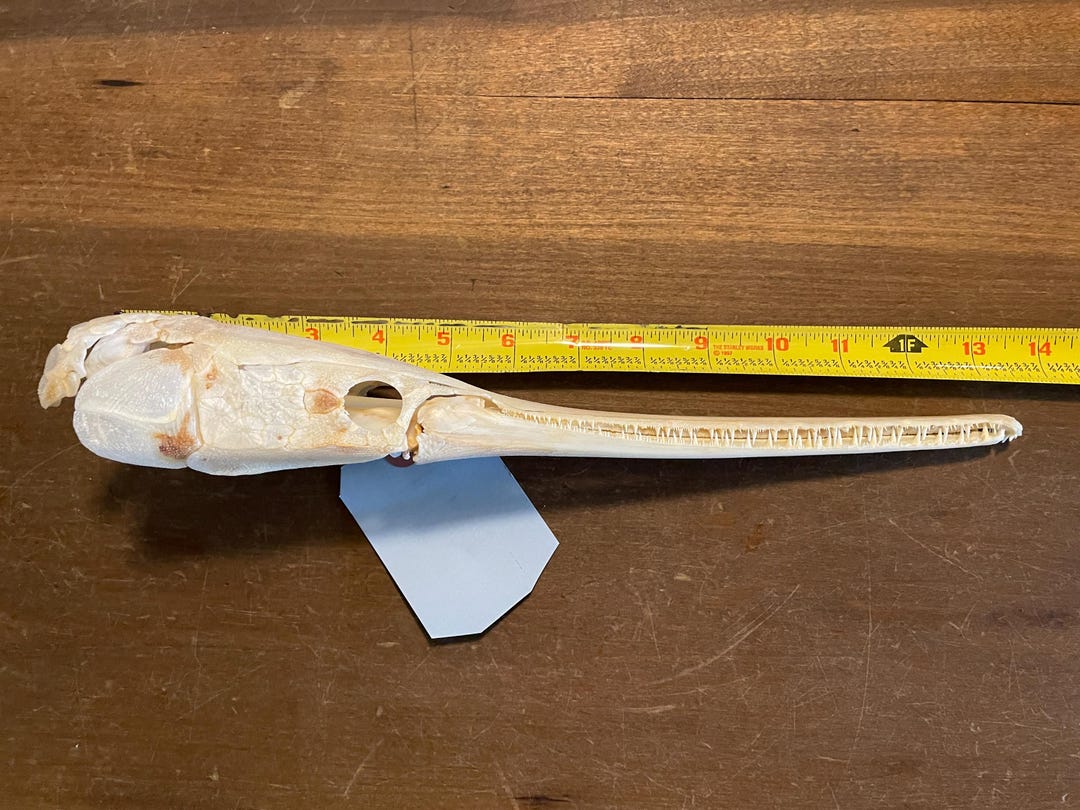 LONGNOSE GAR FISH Skull/teeth Natural Bones/science Weird Education ...