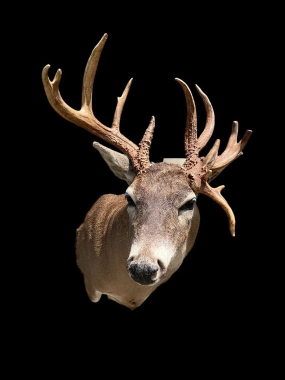 Freaky Whitetail Deer Grow Bigger Racks Using @foggybuckoutdoors