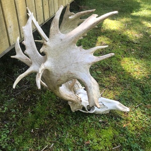 Monster 40 Point Giant Nontypical Whitetail Deer Antlers-skull Big Club ...