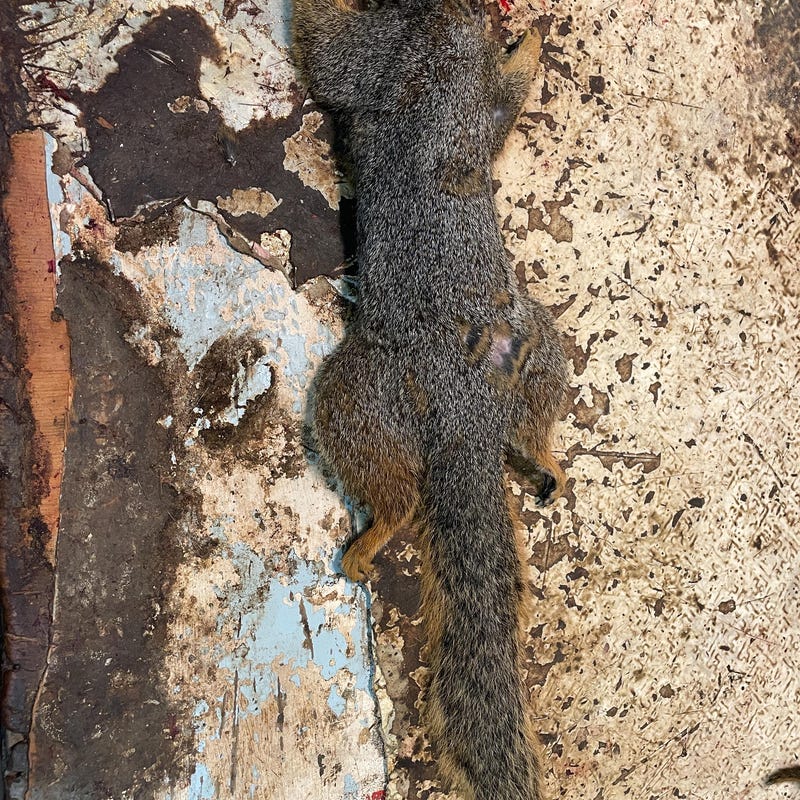 Squirrel Feet - Etsy