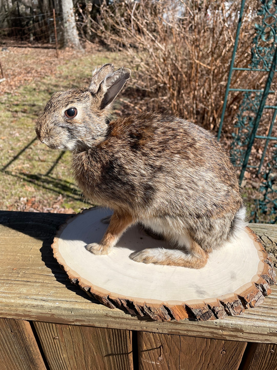 Rarely Seen, Taxidermy, Cottontail Rabbit, Nice Natural Base Easter ...