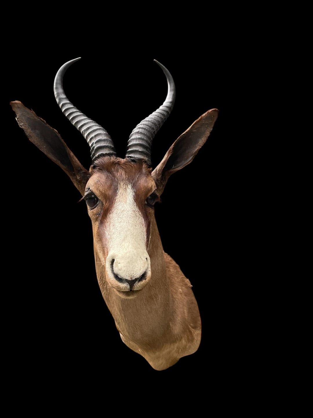 Trophy African Black Springbok Sho.mount**africa SAFARI HUNTING ...