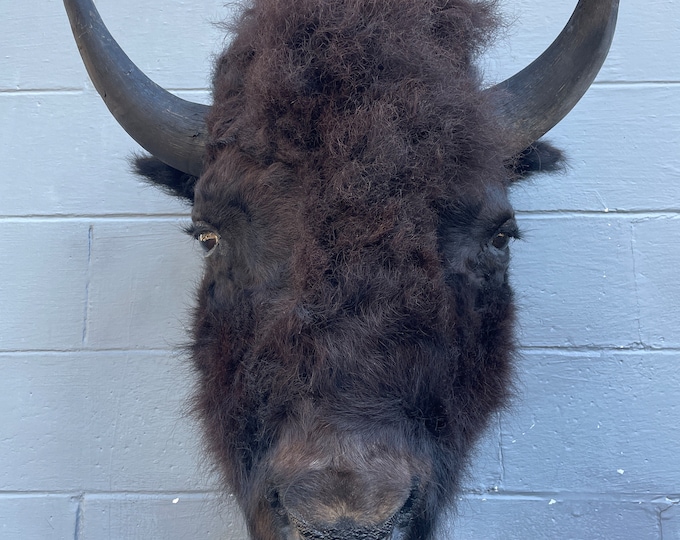 Western BISON/BUFFALO Shoulder Mount Log Cabin Hunting Lodge Taxidermy ...