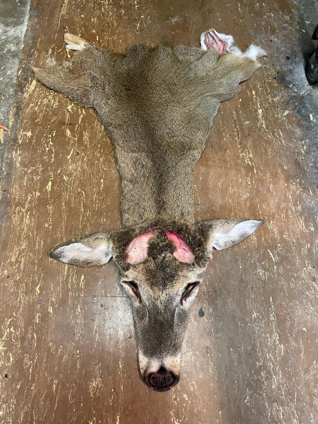 Taxidermy Great Looking Fleshed and Salted White-tailed Deer Shoulder ...