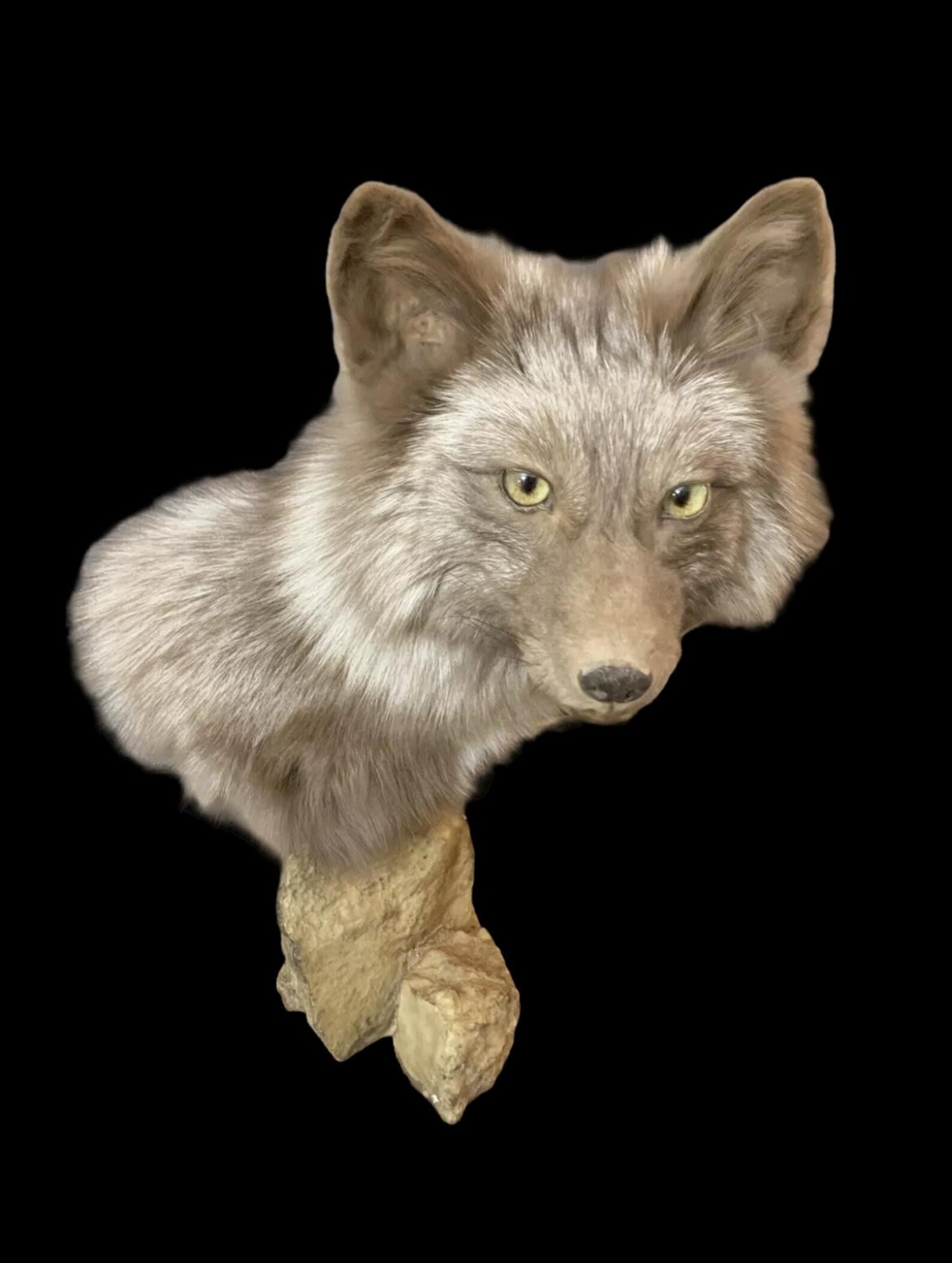 Beautiful AMBER Ranch FOX Shoulder Pedestal Mount /log Cabin Hunting ...