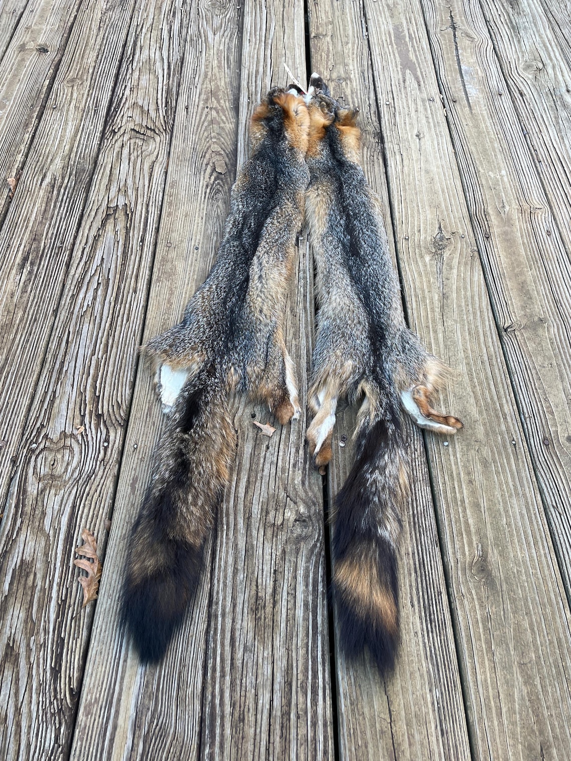One - Beautiful XLG. GREY FOX Soft Tanned Fur/skin/hide/hunting Lodge ...