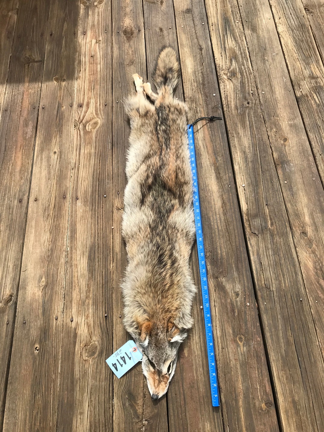Large Soft Tanned BEAUTIFUL Pale Color COYOTE Fur/skin/hide Log Cabin ...