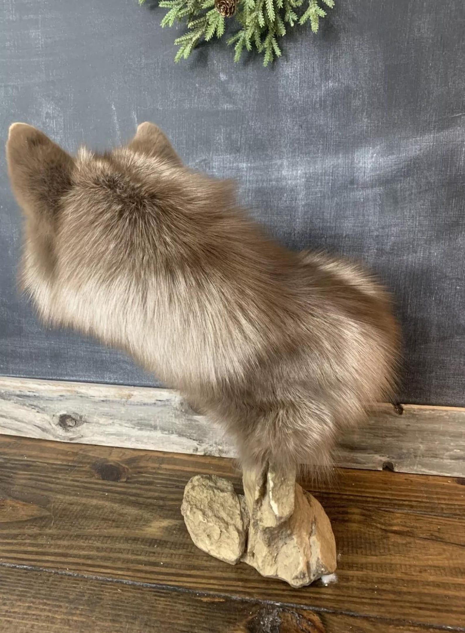 Beautiful AMBER Ranch FOX Shoulder Pedestal Mount /log Cabin Hunting ...