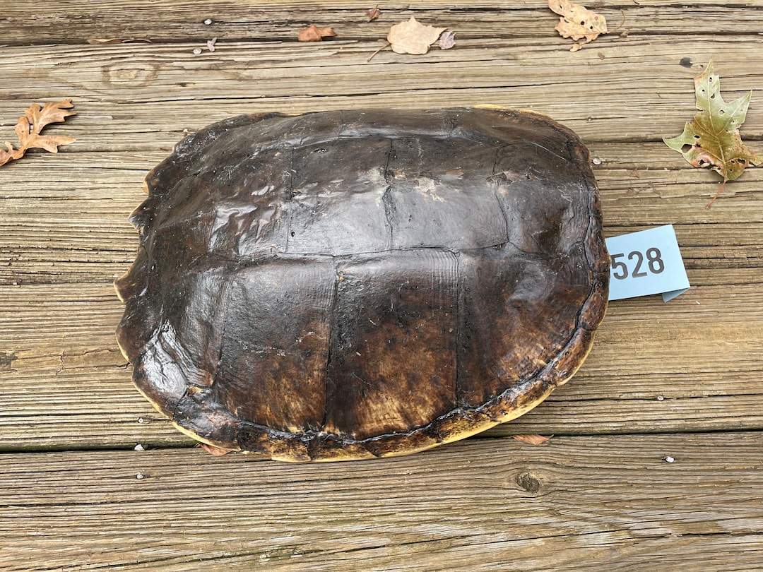 ONE 1 Awesome Taxidermy Large Common Snapping Turtle Shell - Etsy