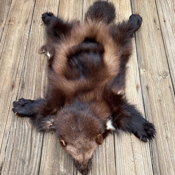 Wolverine Animal Art - Etsy