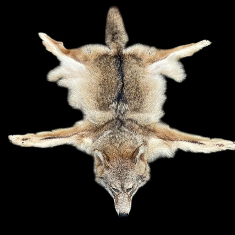 Wolf Skin Rug - Etsy