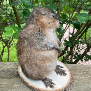 Nice Large American Muskrat Lifesize Mount Taxidermy Log Cabin Hunting ...