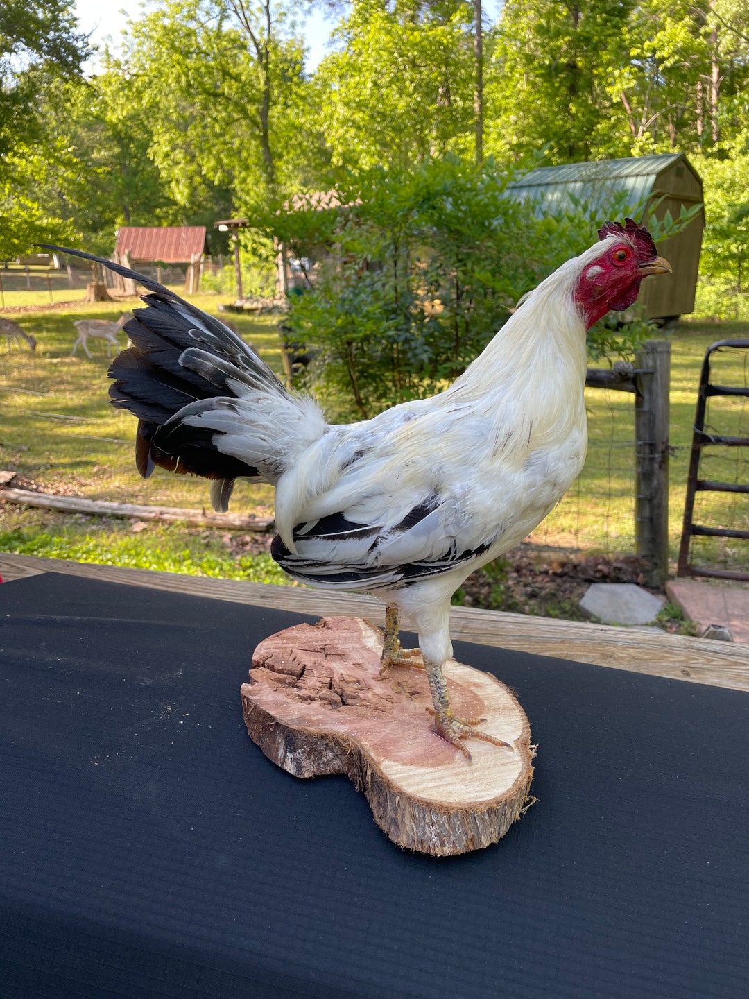 One, Very Beautiful Feathers, (mix Breed) Colorful Bantam, Rooster ...