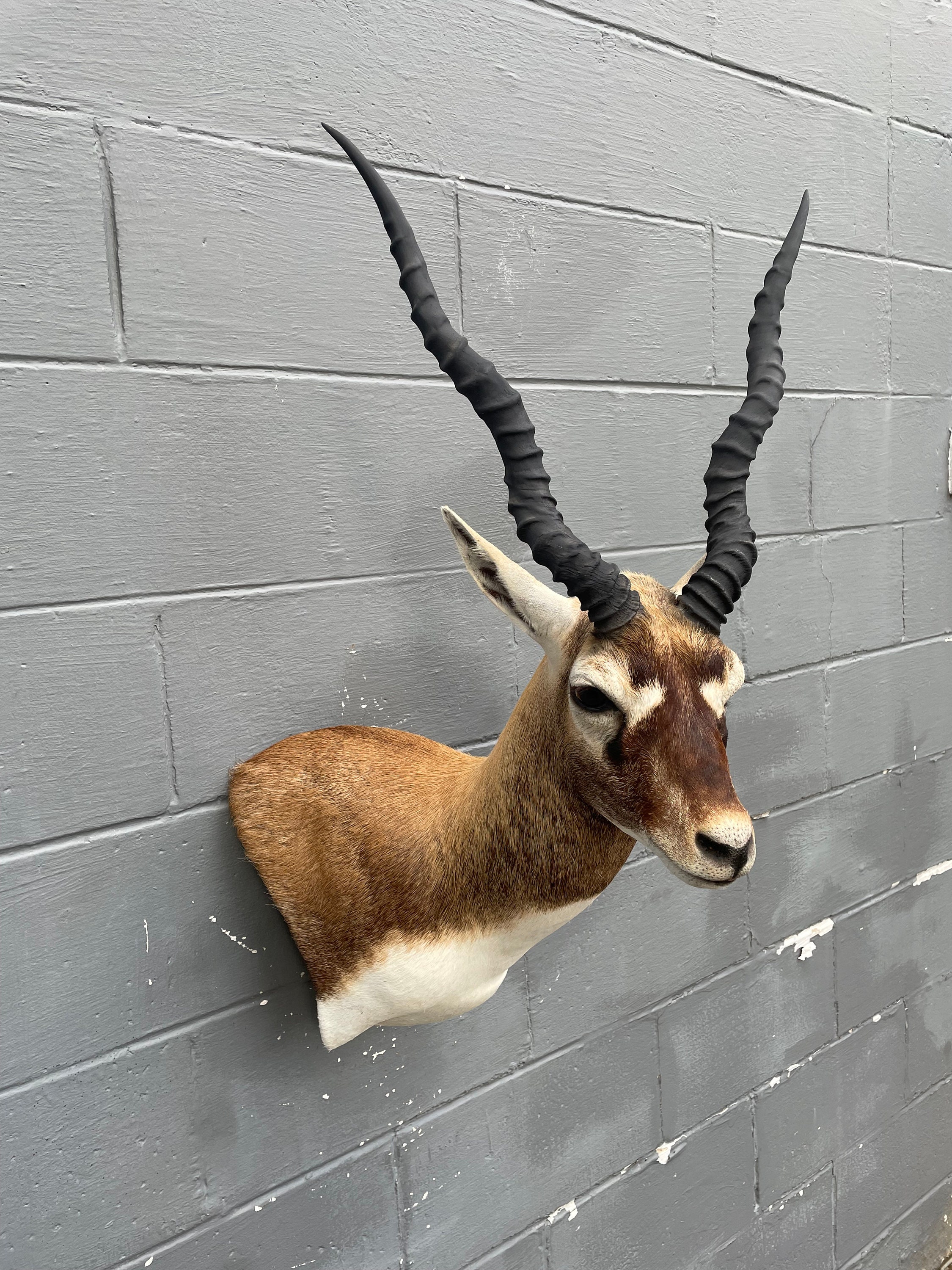 Blackbuck Antelope Mount