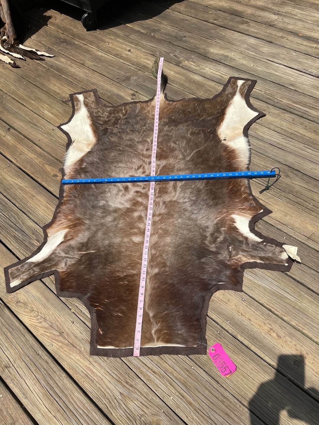 Tanned and Felted AFRICAN BLESBOK Hide Taxidermy Africa Safari Hunting ...