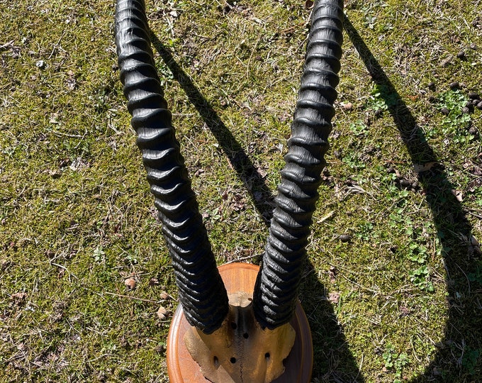 Beautiful Set of AFRICAN SABLE ANTELOPE Horns Africa Hunting Lodge ...