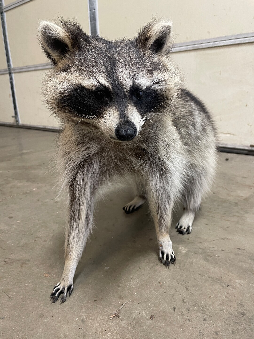 Taxidermy VERY Large NEW Coon Or, RACCOON, Free-standing, Mount Log ...