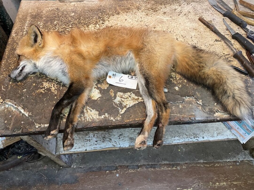 Untanned/prepped/salted/complete RED FOX Skin-hide for ...