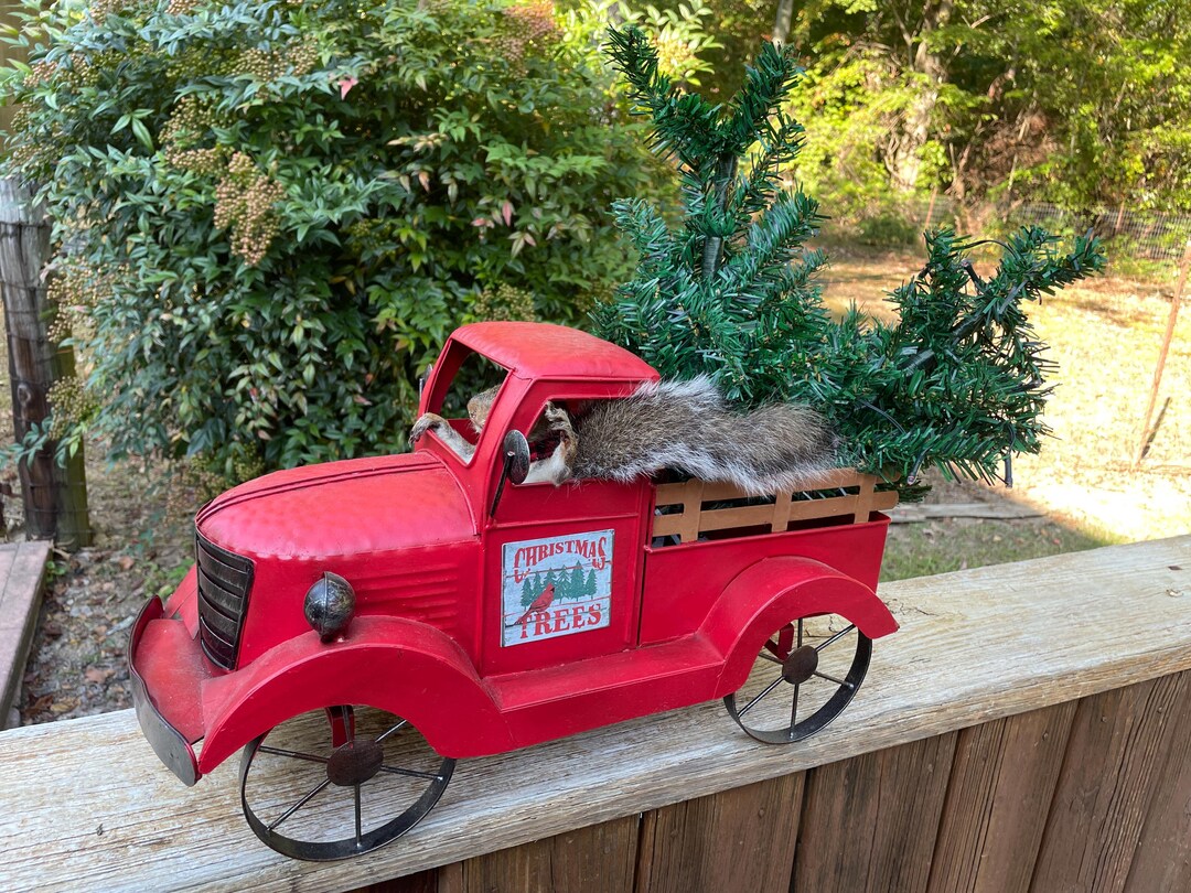 Taxidermy Very Nice, "new" GREY SQUIRREL in Truck Selling CHRISTMAS ...