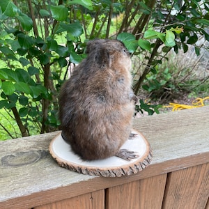 Nice Large American Muskrat Lifesize Mount Taxidermy Log Cabin Hunting ...