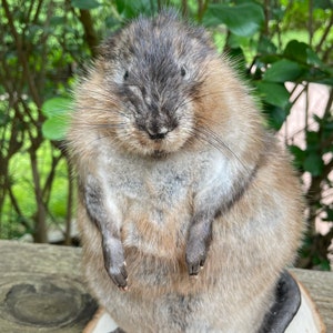 Nice Large American Muskrat Lifesize Mount Taxidermy Log Cabin Hunting ...