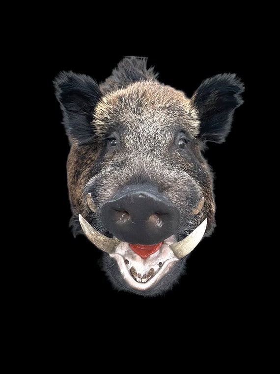 Home Décor Animal Mounts Taxidermy & Curiosities Excellent Wild Boar ...