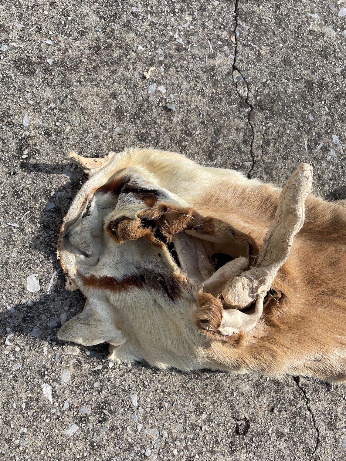 Beautiful Tanned, COMPLETE, SPRINGBOK SKIN -hide for Possible Lifesize ...