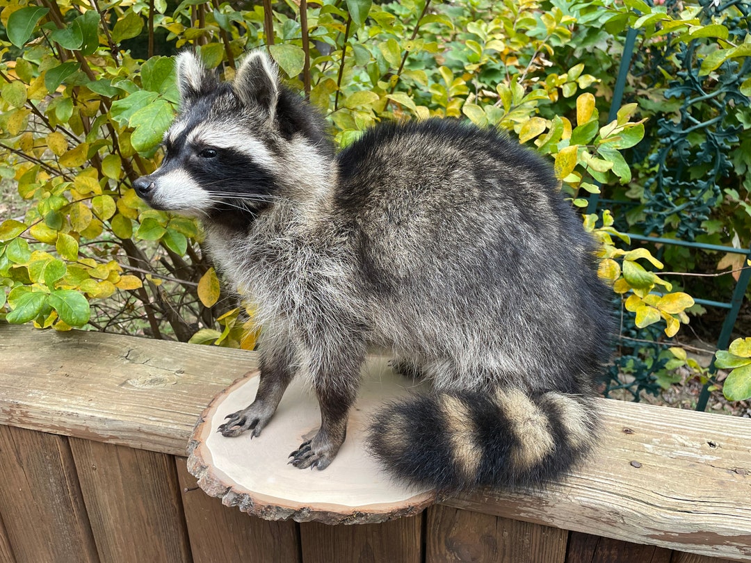 Taxidermy VERY Large NEW Coon Or RACCOON Mount Log Cabin - Etsy