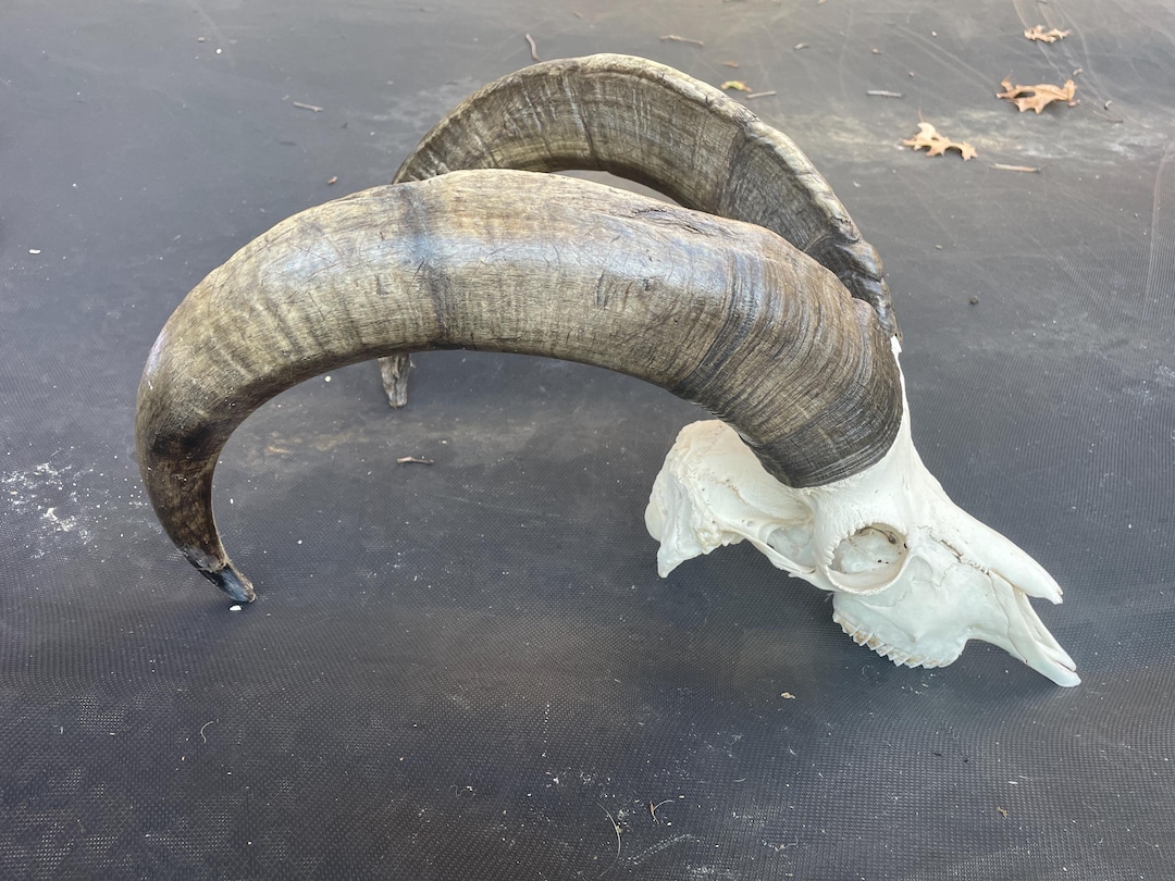 Beautiful BEZOAR IBEX Type, Goat Cross Breed Skull New Mexico Hunting ...