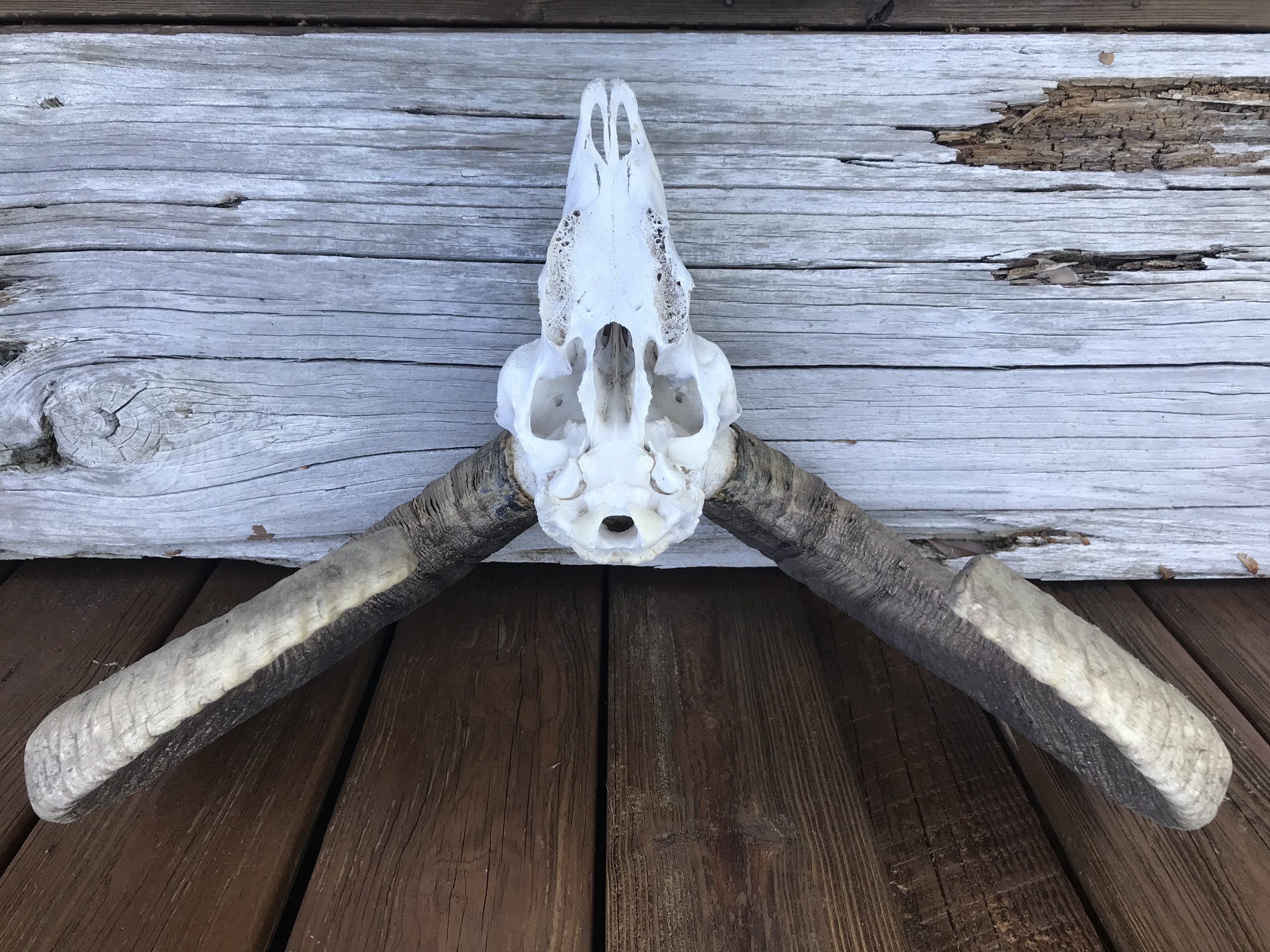 Taxidermy RARE RED SHEEP Skull Nice Big Horns = Hybrid Armenian Mouflon ...