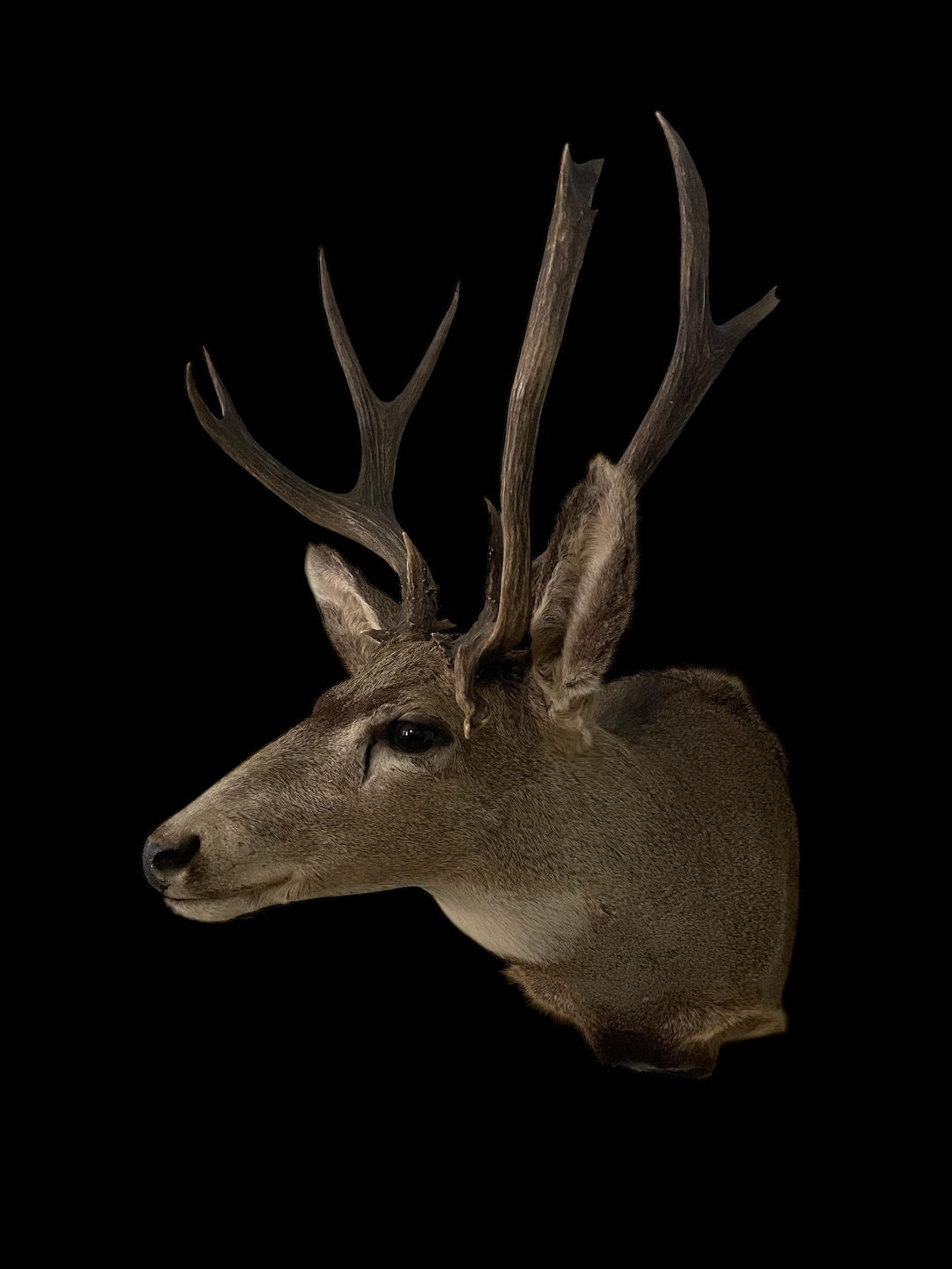 Taxidermy Weird 5 X 5 Double Main Beam MULE DEER ANTLERS /shoulder ...