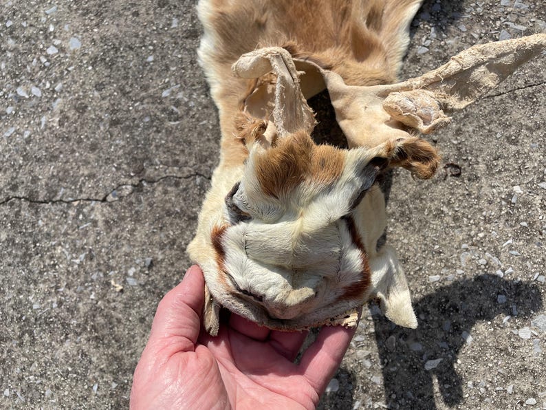 Beautiful Tanned, COMPLETE, SPRINGBOK SKIN -hide for Possible Lifesize ...