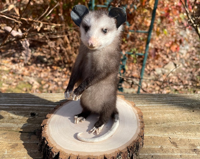 Nice New, Baby, American O'possum Life-size Mount Taxidermy Log Cabin ...