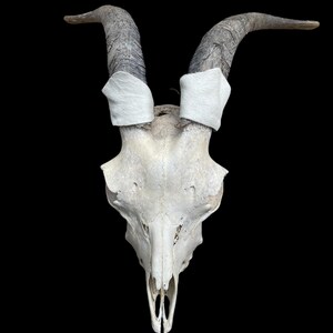 Nice **goat Full Skull With Horns**taxidermy Log Cabin Hunting Lodge ...