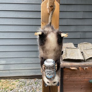 Nice NEW American, Beer Drinking O'possum Lifesize Mount Taxidermy Log ...