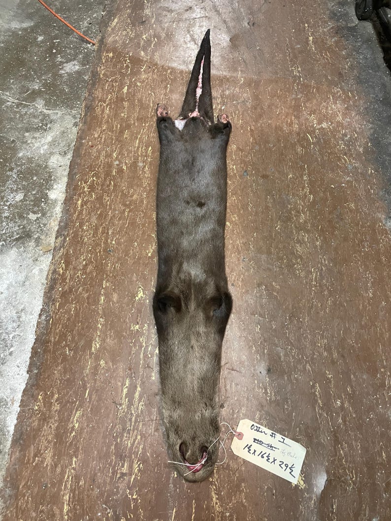 Nice Xlg Male Tn. Otter Prepped/salted/skin, for a Lifesize TAXIDERMY ...