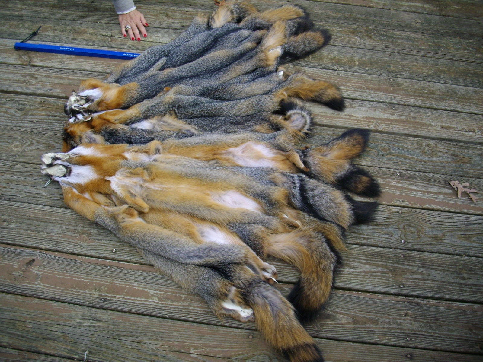 One - Beautiful XLG. GREY FOX Soft Tanned Fur/skin/hide/hunting Lodge ...