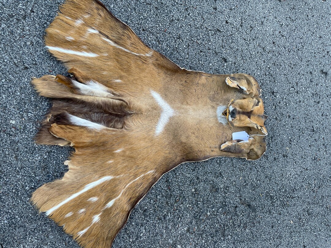 AFRICA Harnessed Bushbuck Tanned Shoulder Cape for a TAXIDERMY MOUNT No Horns = Tragelaphus ...