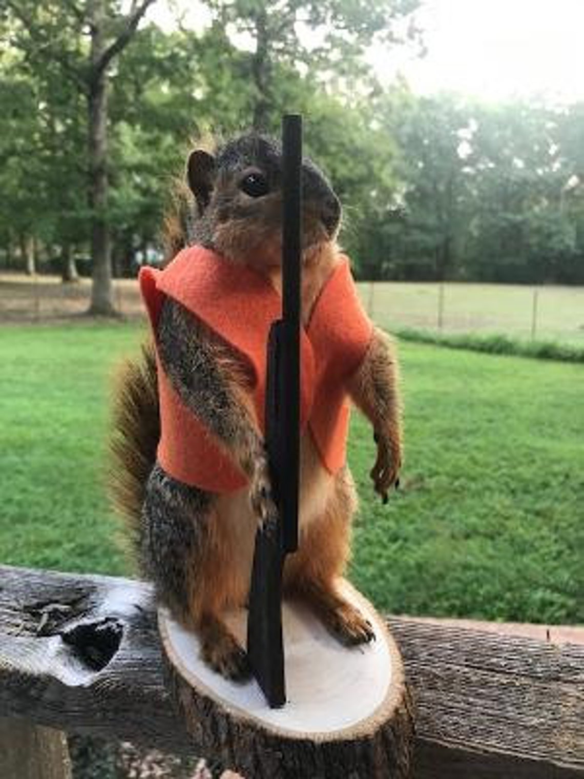 Taxidermy Very Nice New HUNTING FOX SQUIRREL Mount | Etsy