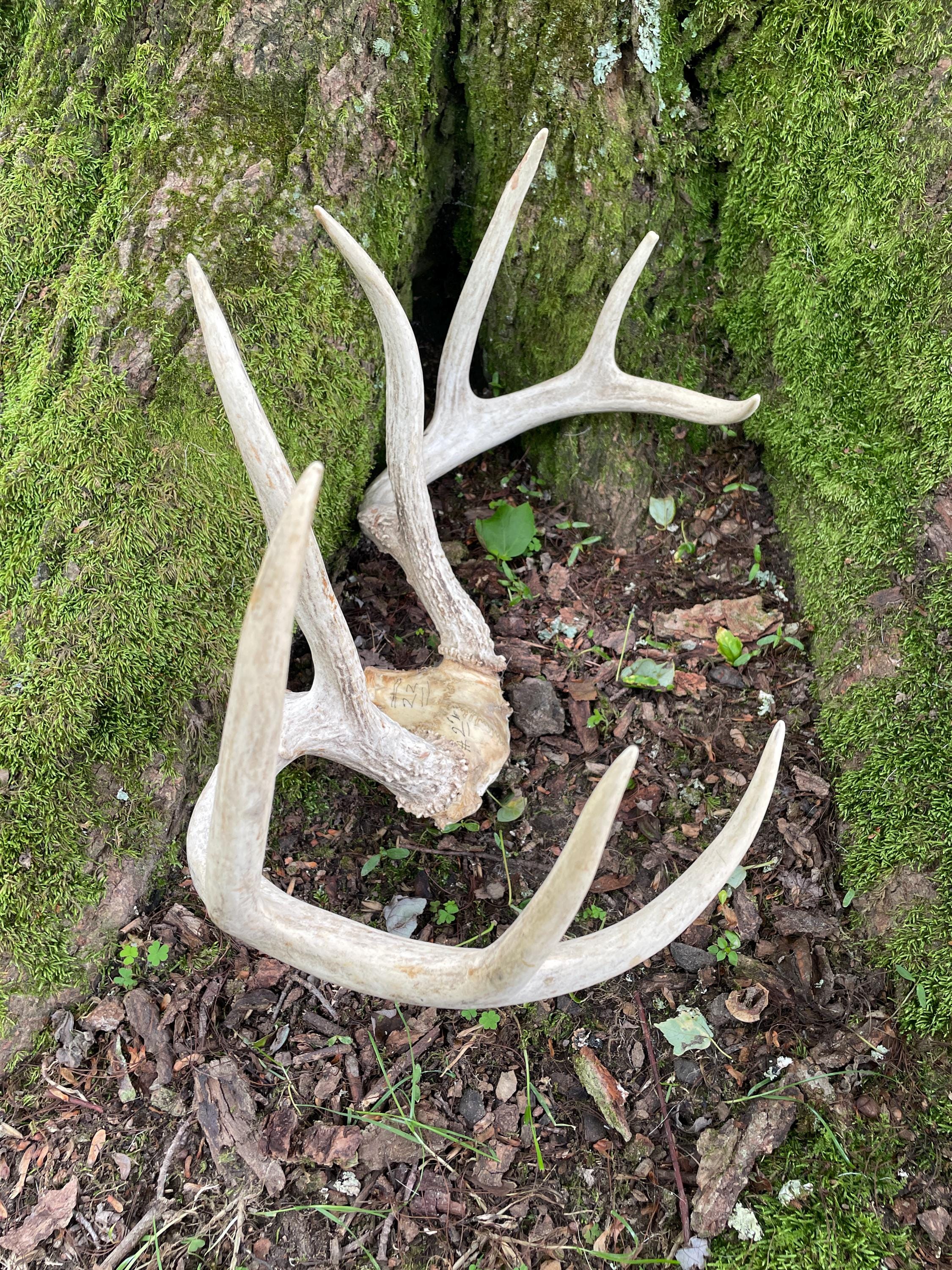 Taxidermy Beautiful Unusual Set of 8 Point Wild White-tailed DEER ...