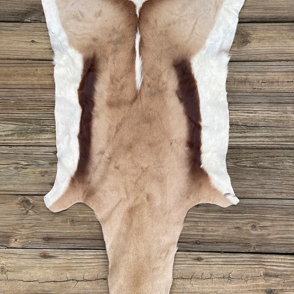 Springbok Hide - Etsy
